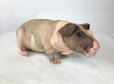 Guía básica: Cobayas - Kiwi Exóticos