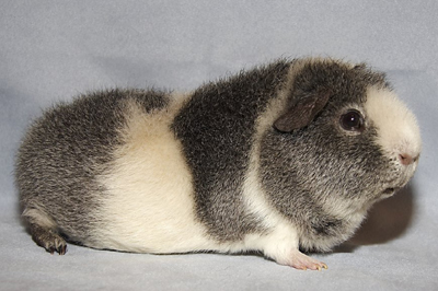 Guía básica: Cobayas - Kiwi Exóticos