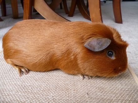 Guía básica: Cobayas - Kiwi Exóticos