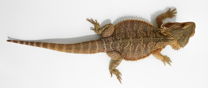 Guía Básica: Pogona Vitticeps - Kiwi Exóticos