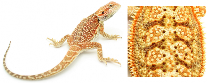 Guía Básica: Pogona Vitticeps - Kiwi Exóticos