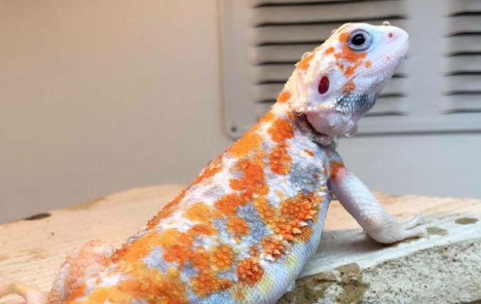 Guía Básica: Pogona Vitticeps - Kiwi Exóticos