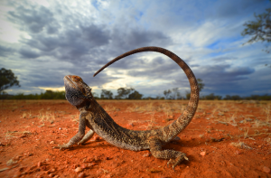 Guía Básica: Pogona Vitticeps - Kiwi Exóticos