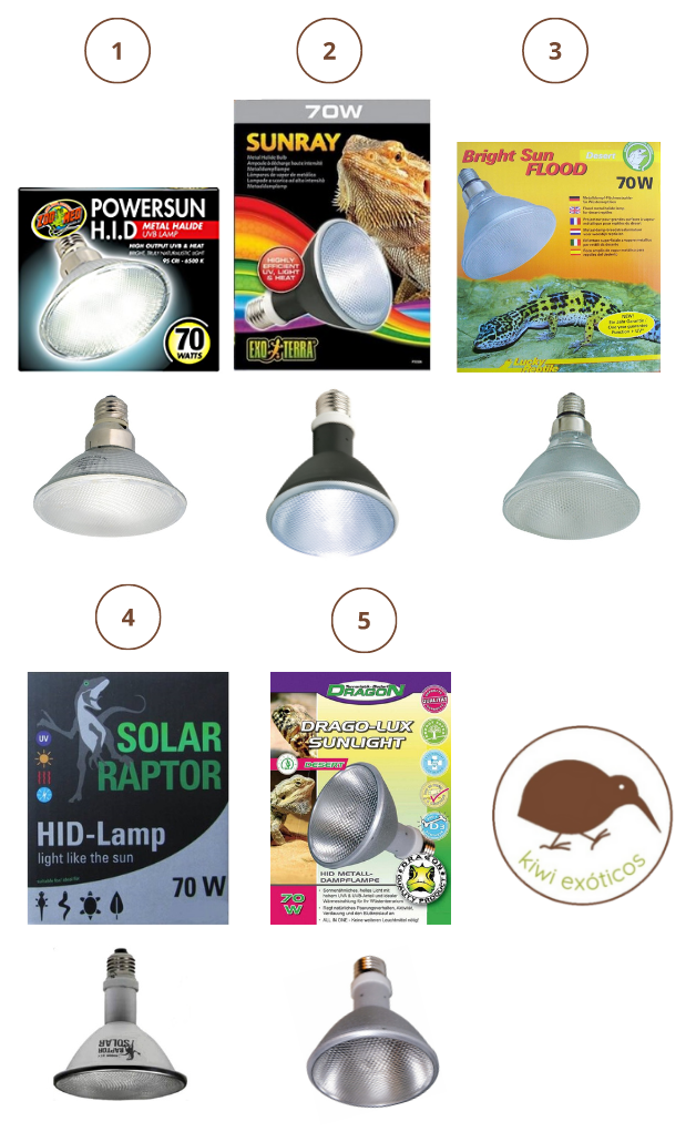 Guía Básica: Pogona Vitticeps - Kiwi Exóticos