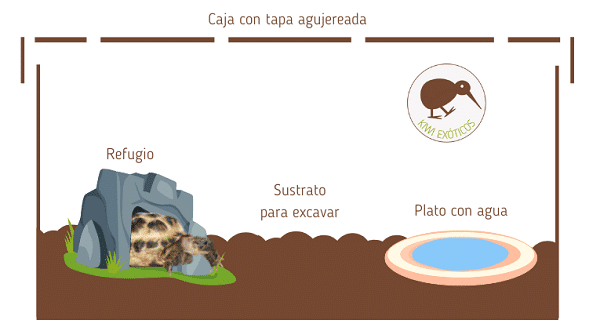 Hibernación en reptiles: ¿Qué necesito saber? - Kiwi Exóticos