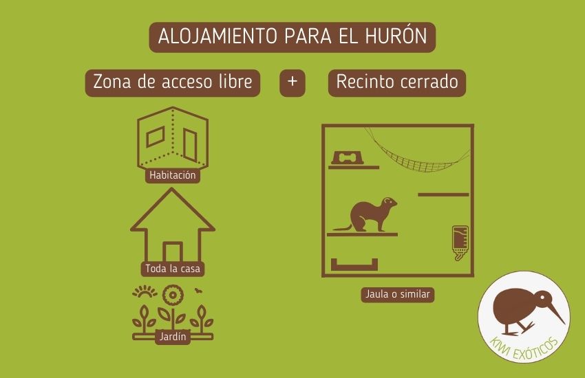 Guía Básica: Hurones - Kiwi Exóticos