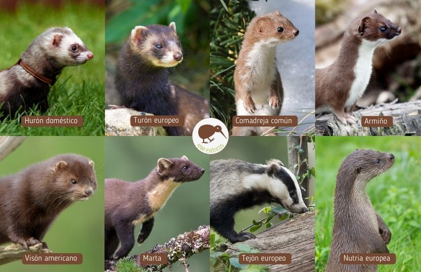 Guía Básica: Hurones - Kiwi Exóticos