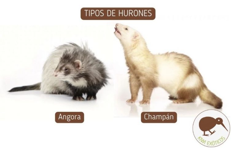 Guía Básica: Hurones - Kiwi Exóticos