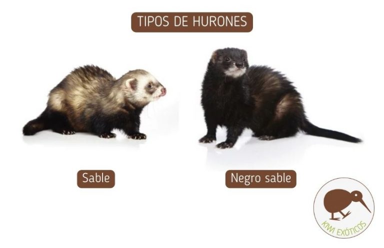 Guía Básica: Hurones - Kiwi Exóticos