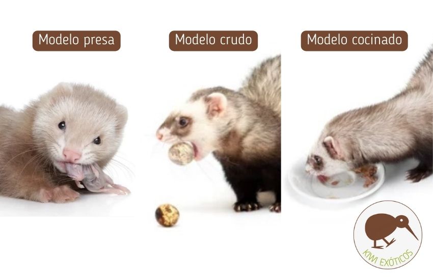 Guía Básica: Hurones - Kiwi Exóticos