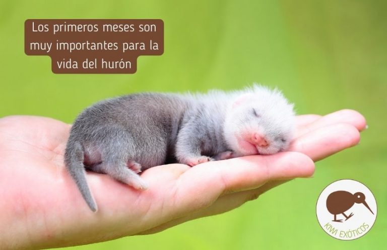 Guía Básica: Hurones - Kiwi Exóticos