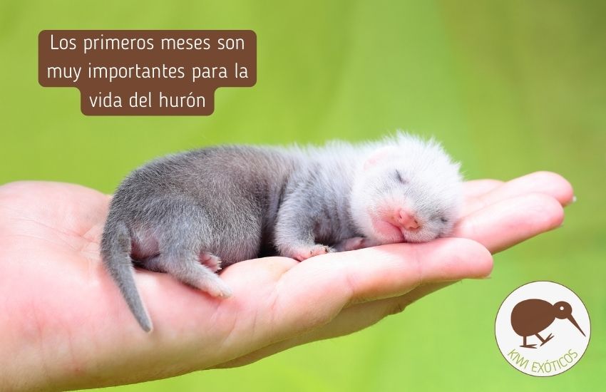 Guía Básica: Hurones - Kiwi Exóticos