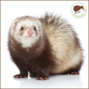 Guía Básica: Hurones - Kiwi Exóticos