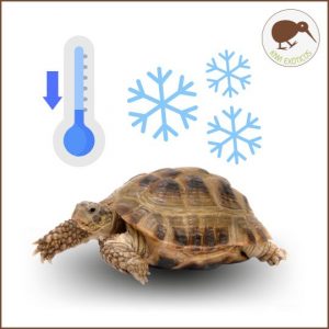 Hibernación en reptiles: ¿Qué necesito saber? - Kiwi Exóticos