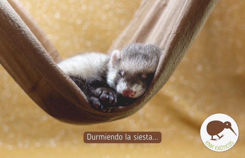 Guía Básica: Hurones - Kiwi Exóticos