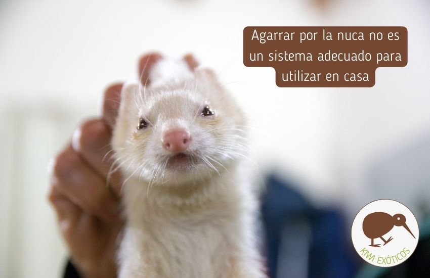 Guía Básica: Hurones - Kiwi Exóticos