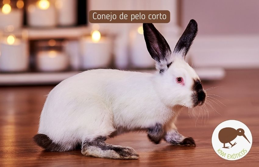 Guía básica: Conejos - Kiwi Exóticos