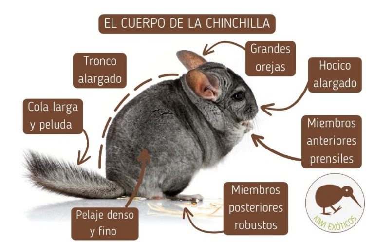Guía Básica: Chinchillas - Kiwi Exóticos