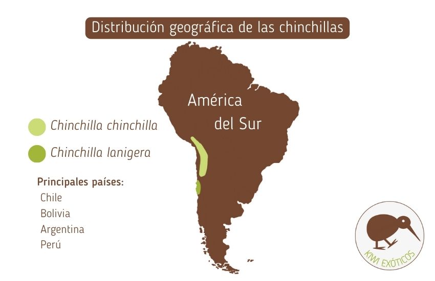 Guía Básica: Chinchillas - Kiwi Exóticos
