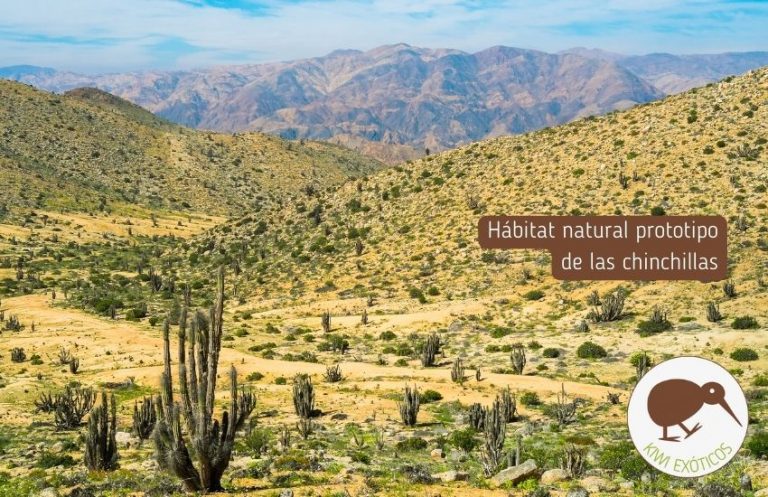 Guía Básica: Chinchillas - Kiwi Exóticos