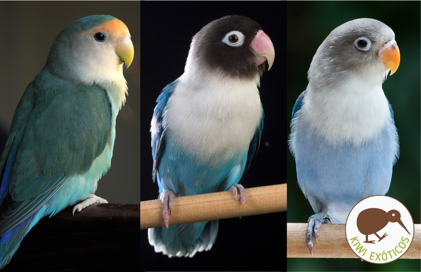 Guía Básica: Agapornis - Kiwi Exóticos