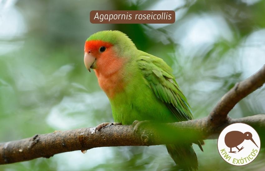 Guía Básica: Agapornis - Kiwi Exóticos