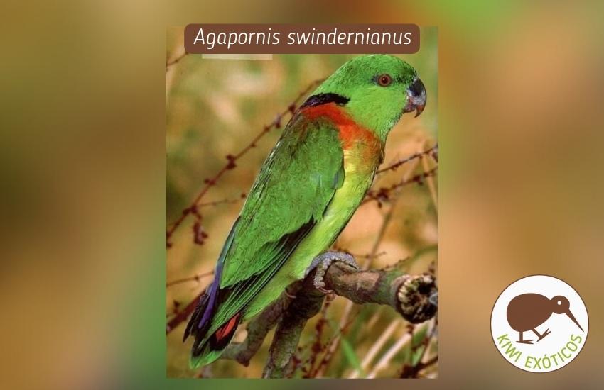 Guía Básica: Agapornis - Kiwi Exóticos