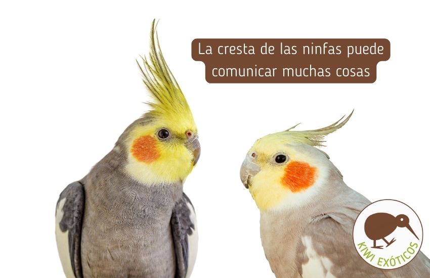 Guía Básica: Ninfas - Kiwi Exóticos