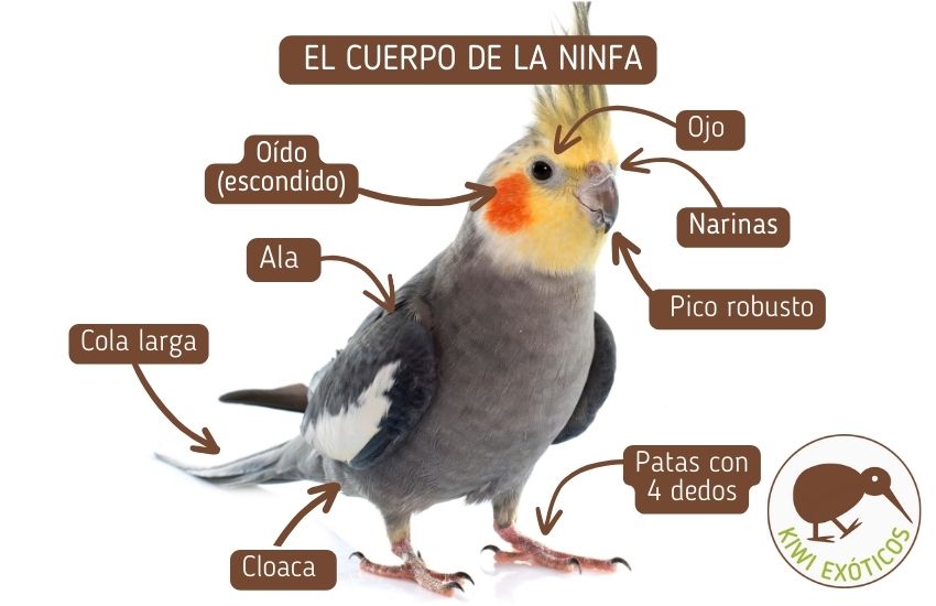 Guía Básica: Ninfas - Kiwi Exóticos