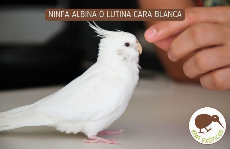 Guía Básica: Ninfas - Kiwi Exóticos