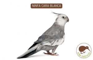 Guía Básica: Ninfas - Kiwi Exóticos
