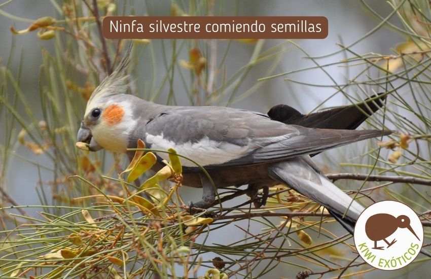 A Que Edad Deja De Crecer Una Cacatúa