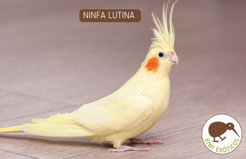 Guía Básica: Ninfas - Kiwi Exóticos