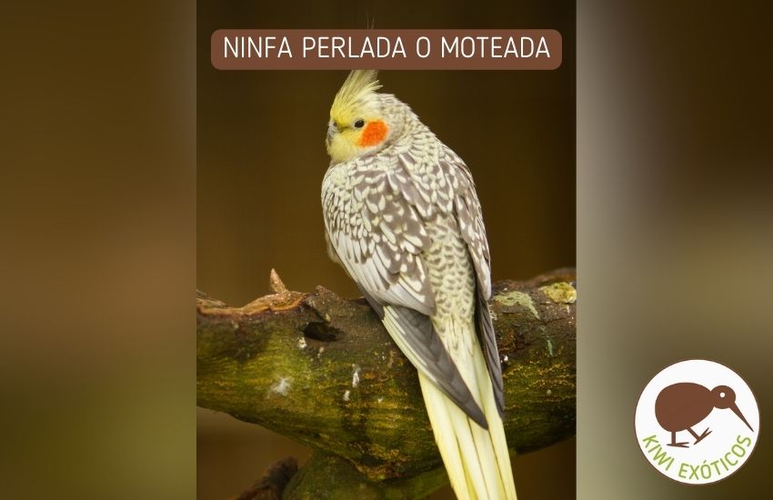 Guía Básica: Ninfas - Kiwi Exóticos