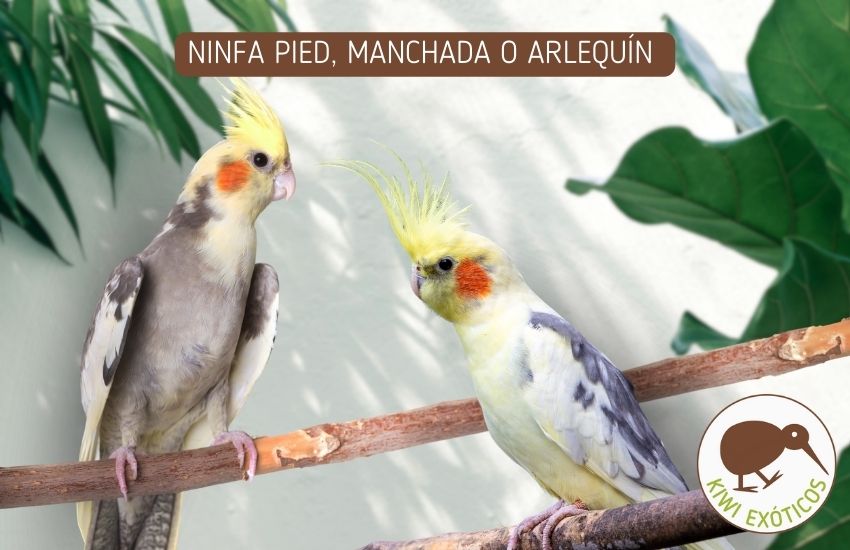 Guía Básica: Ninfas - Kiwi Exóticos