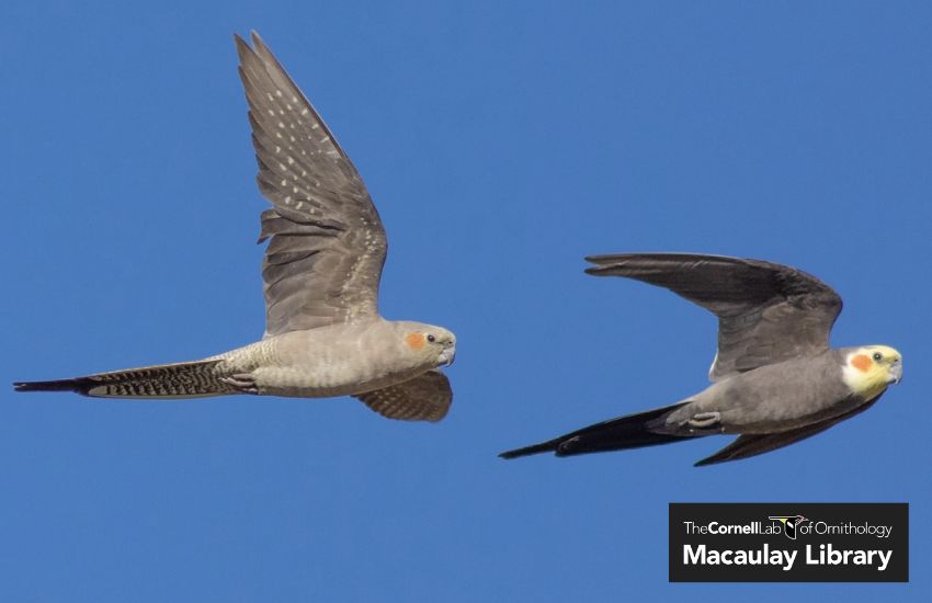 Guía Básica: Ninfas - Kiwi Exóticos