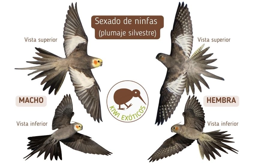 Guía Básica: Ninfas - Kiwi Exóticos