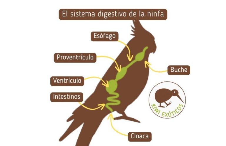 Guía Básica: Ninfas - Kiwi Exóticos